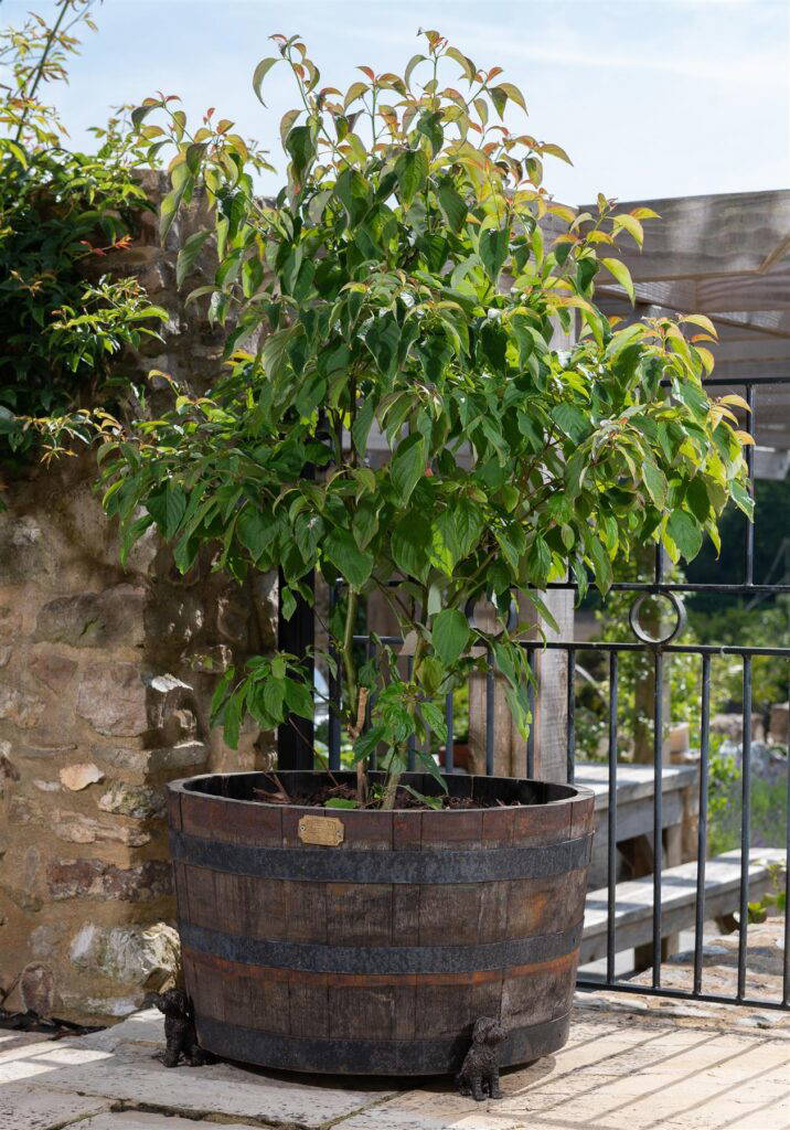 Cockapoo Plant Pot Feet – Set of 3 – Jardinopia Ltd