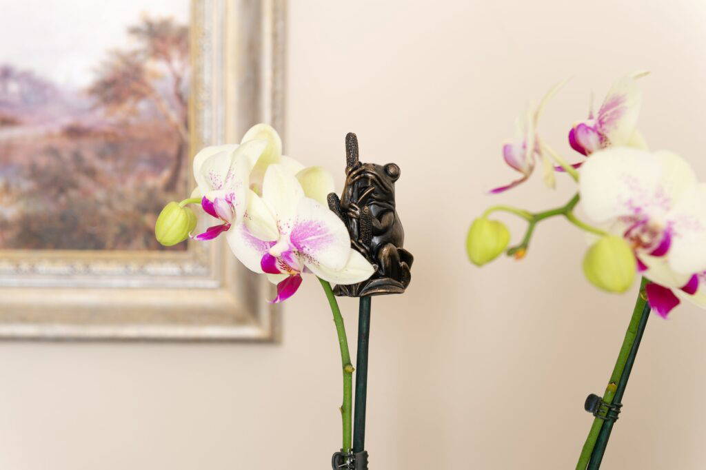 Frog Potty Feet and Pot Buddy and Cane Companion - Jardinopia Ltd