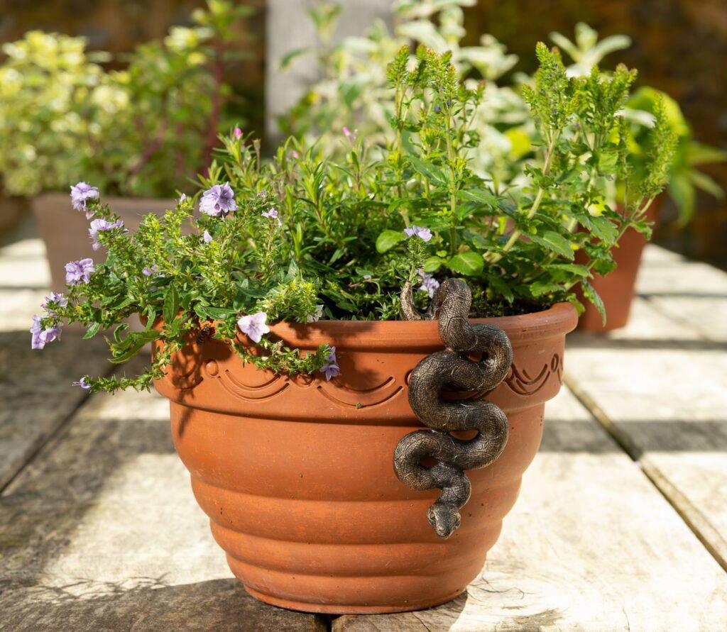 Gecko & Snake Bundle Set - Jardinopia Ltd