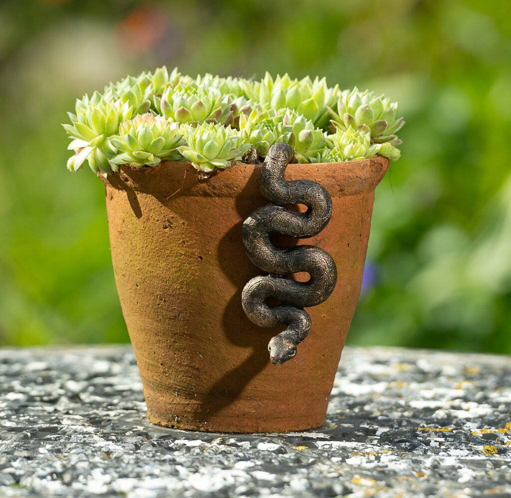 Gecko & Snake Bundle Set - Jardinopia Ltd